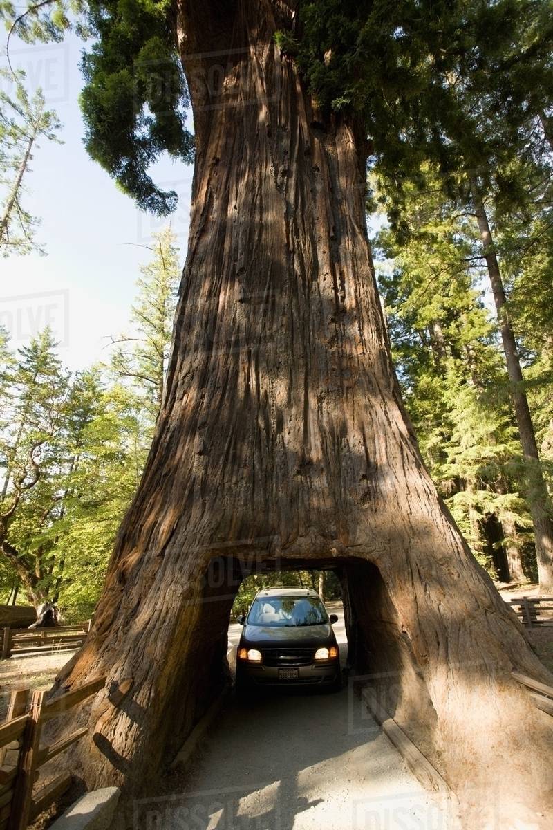 Car driving through a tree - Royalty-free Stock Photo | Dissolve