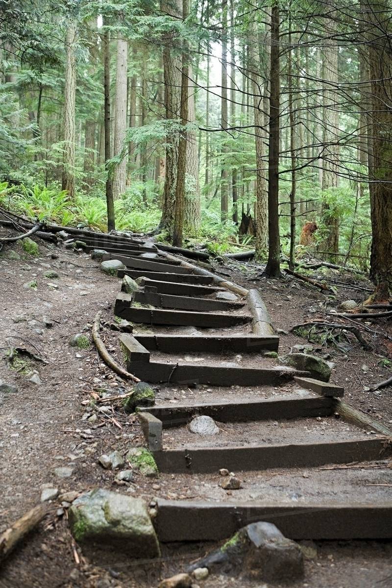 Steps in forest - Royalty-free Stock Photo | Dissolve