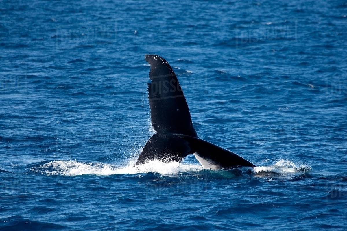Behavior of Humpback whale. - Royalty-free Stock Photo | Dissolve