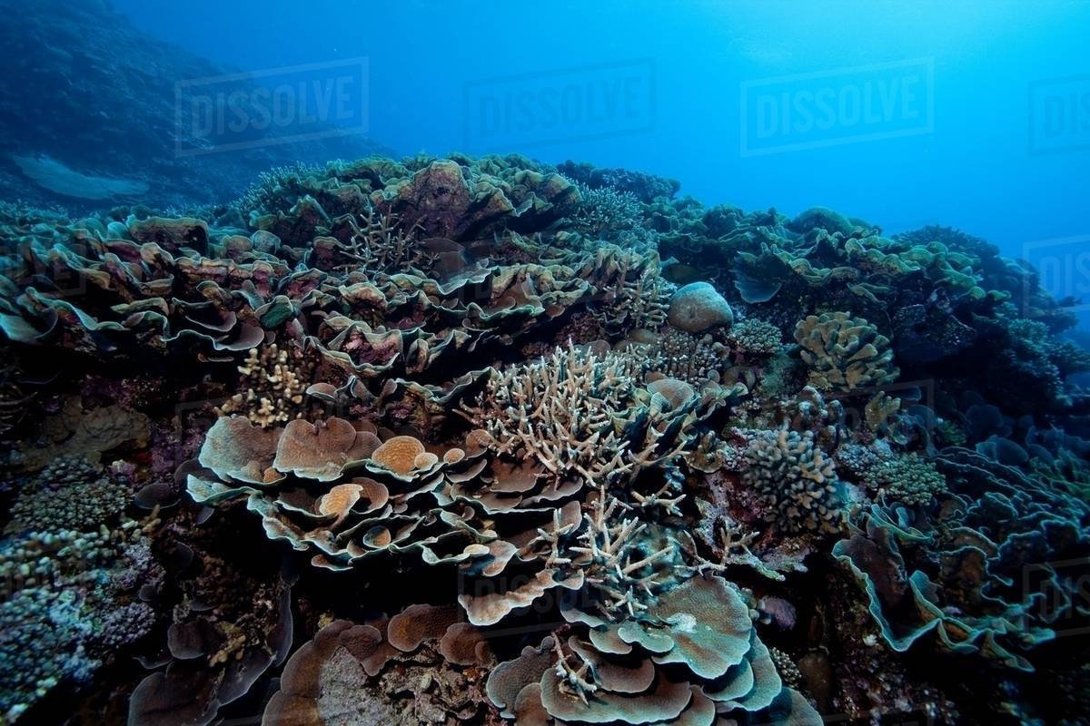 Coral reef scenic. - Royalty-free Stock Photo | Dissolve