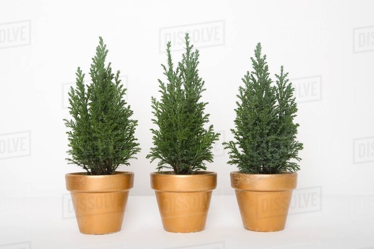 Three evergreens in a row - Royalty-free Stock Photo | Dissolve