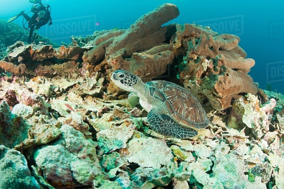Turtle on coral reef - Royalty-free Stock Photo | Dissolve