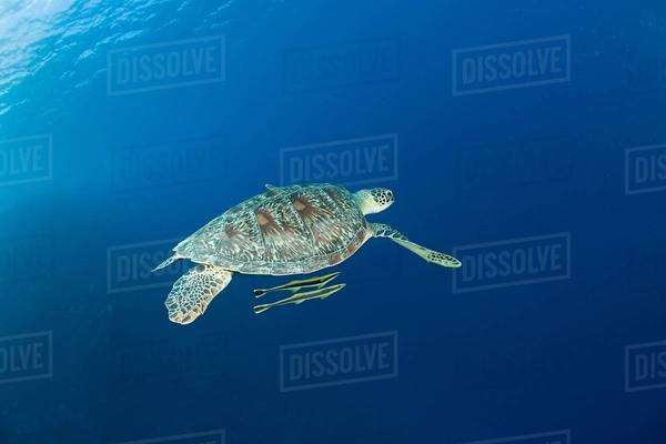 Turtle swimming with fish - Royalty-free Stock Photo | Dissolve