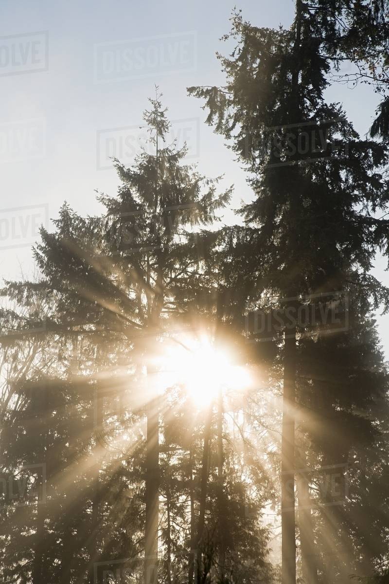 Sunlight through trees - Royalty-free Stock Photo | Dissolve