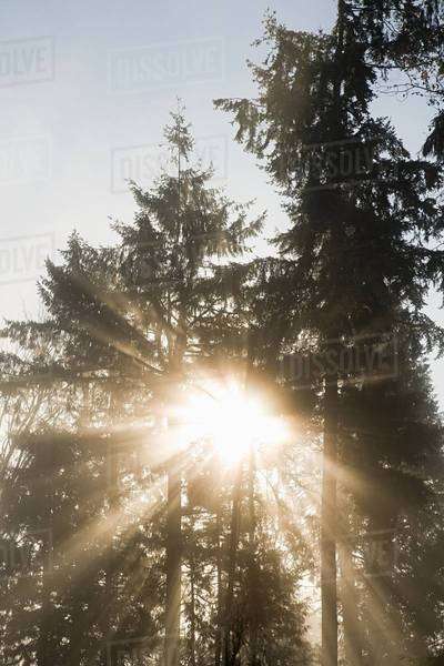 Sunlight through trees - Stock Photo - Dissolve