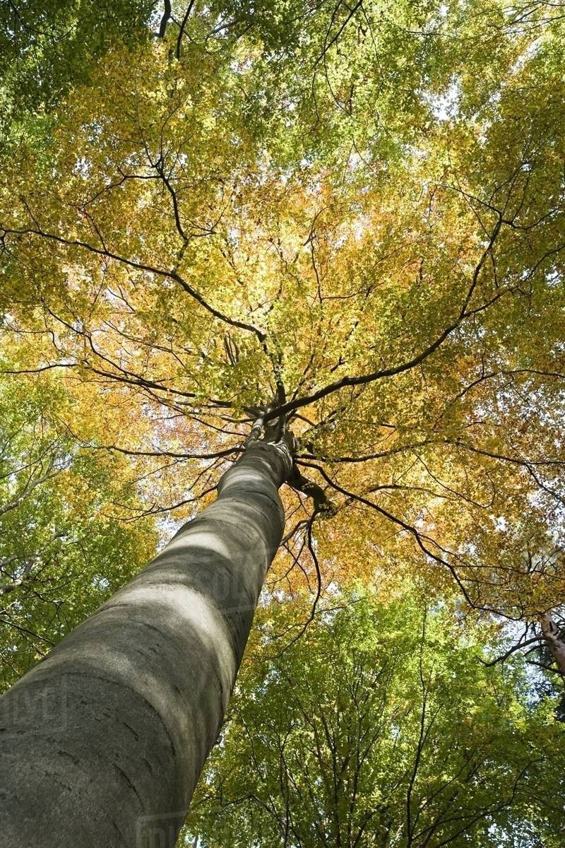 Low angle view of tree - Royalty-free Stock Photo | Dissolve