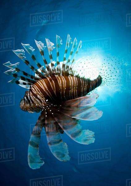 Lion fish swimming underwater - Royalty-free Stock Photo | Dissolve