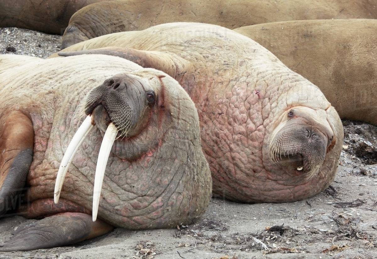 Walruses lying together, Svalbard Archipelago, Norway - Royalty-free ...