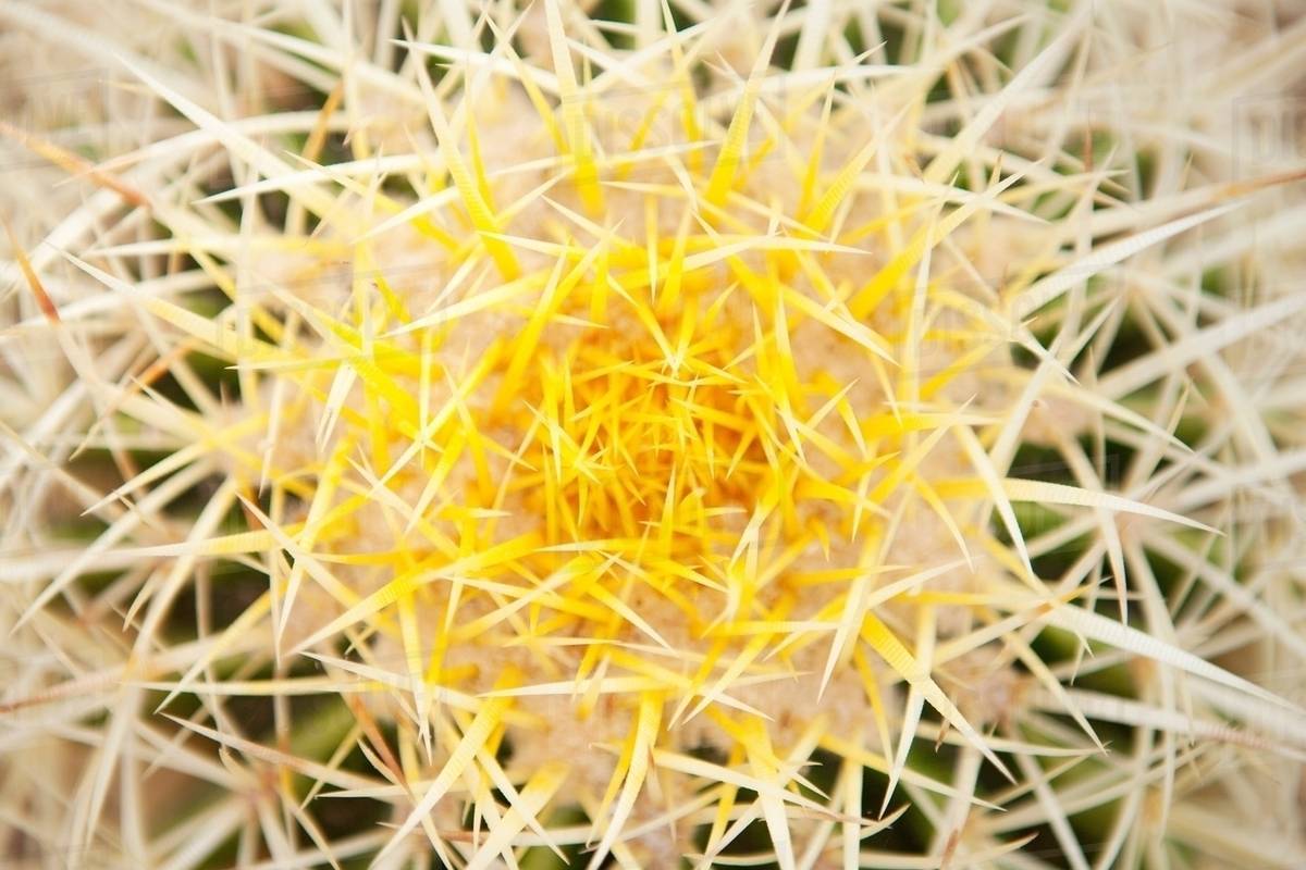 Close up of cactus - Stock Photo - Dissolve