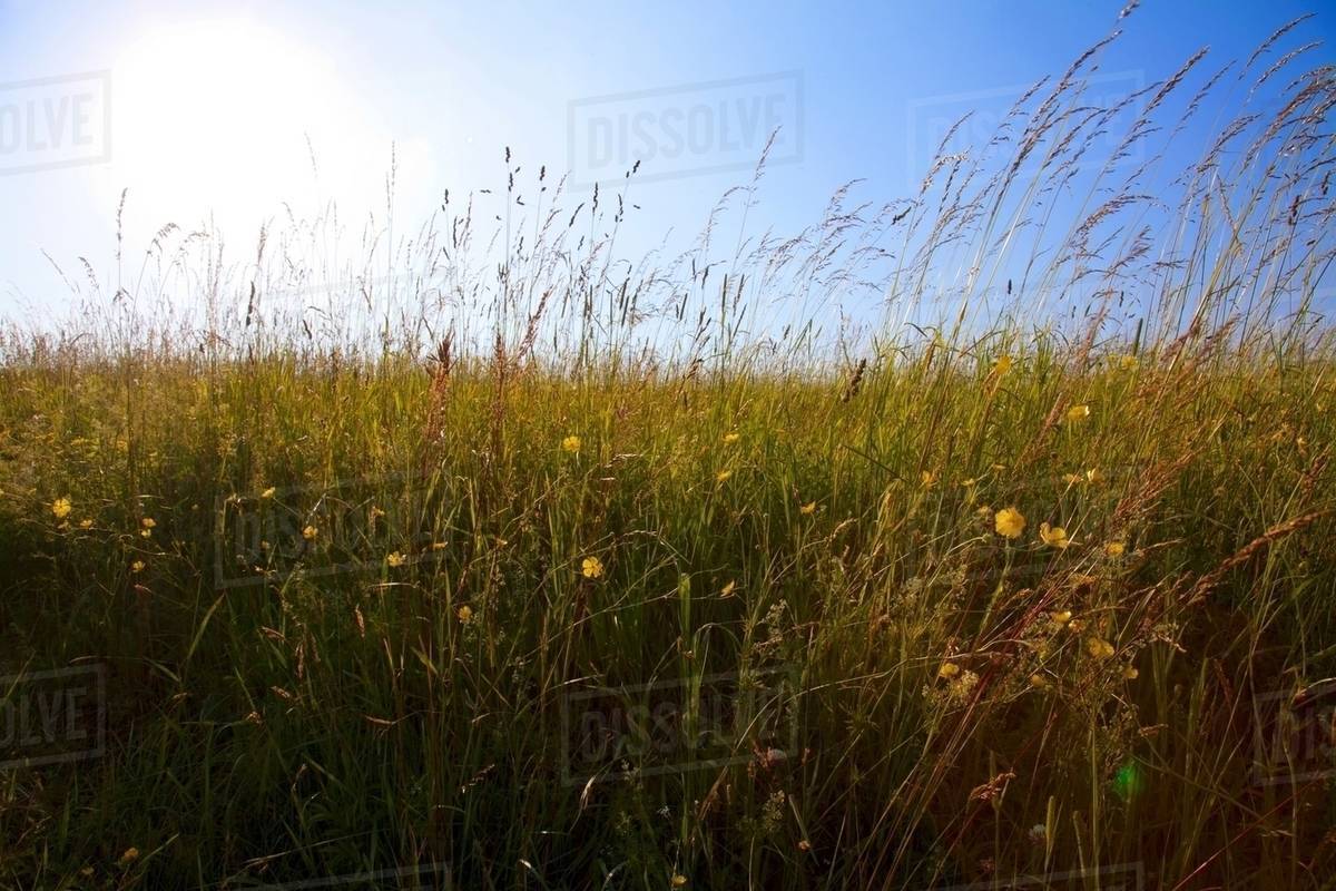 Sky and field of tall grass - Royalty-free Stock Photo | Dissolve