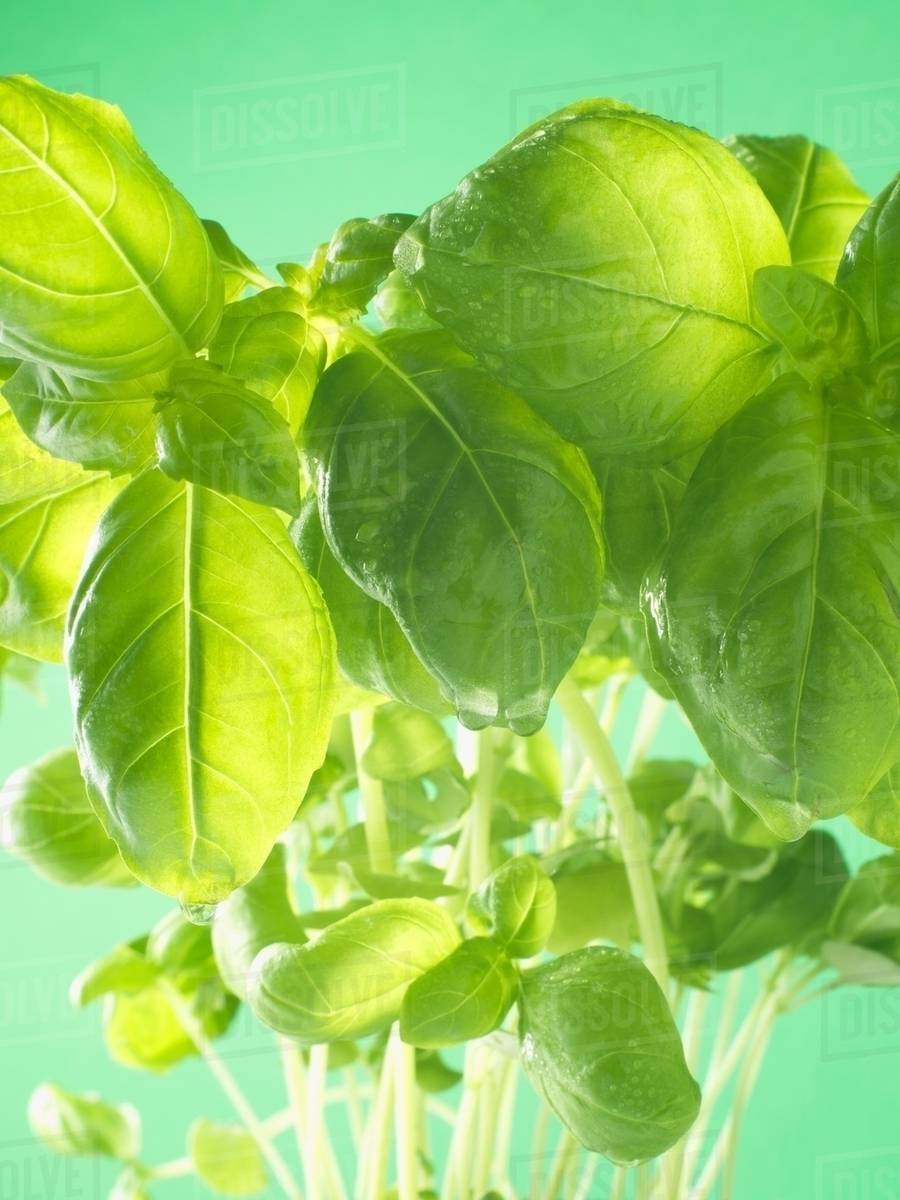 Basil leaves - Royalty-free Stock Photo | Dissolve