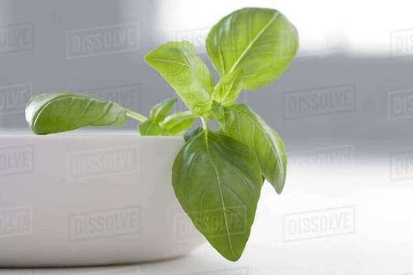 Basil in a bowl - Royalty-free Stock Photo | Dissolve