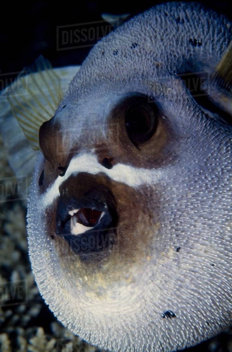 Inflated pufferfish - Stock Photo - Dissolve