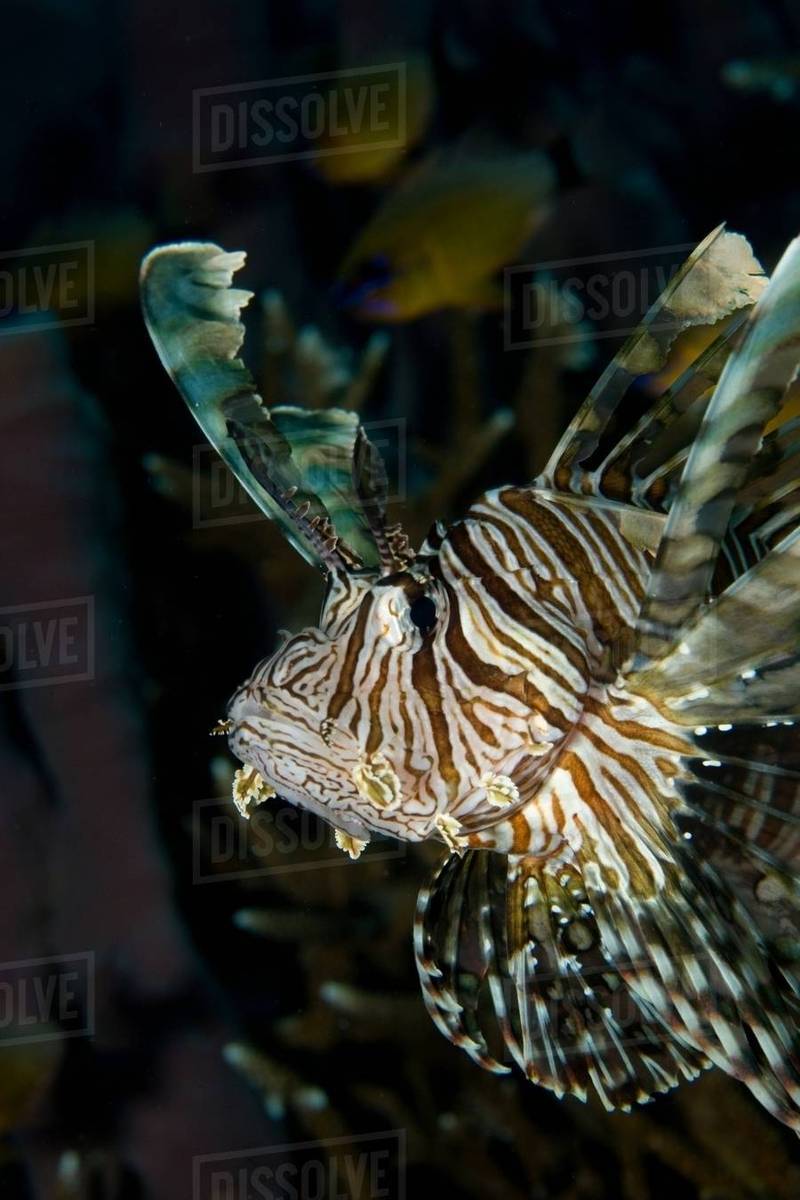 Lionfish close-up. - Stock Photo - Dissolve