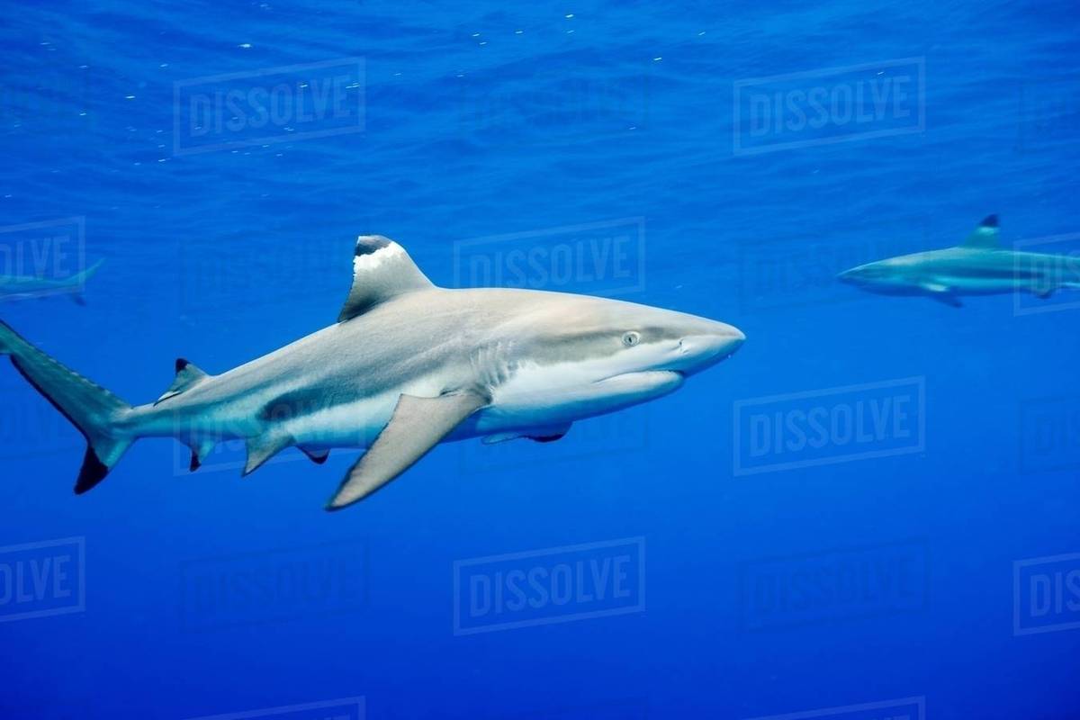 Blacktip reef sharks. - Royalty-free Stock Photo | Dissolve