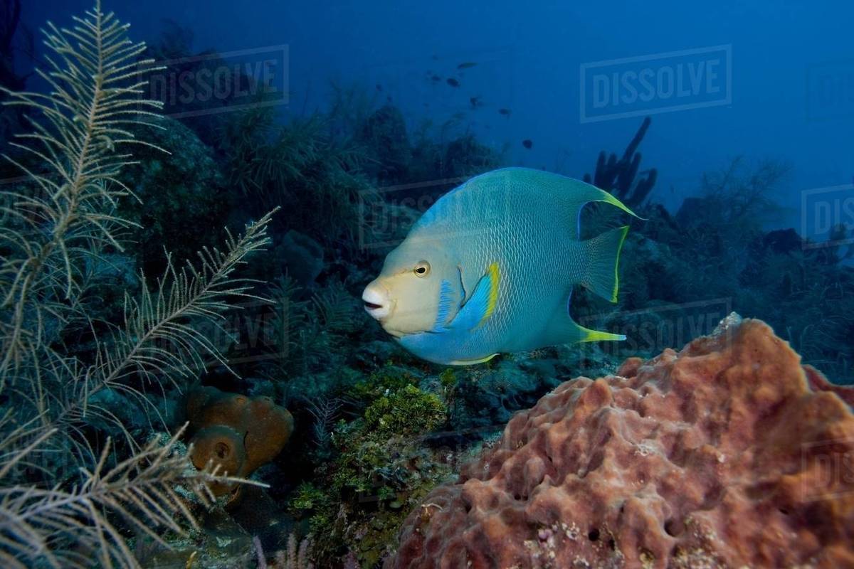 Blue angelfish on coral reef. - Royalty-free Stock Photo | Dissolve