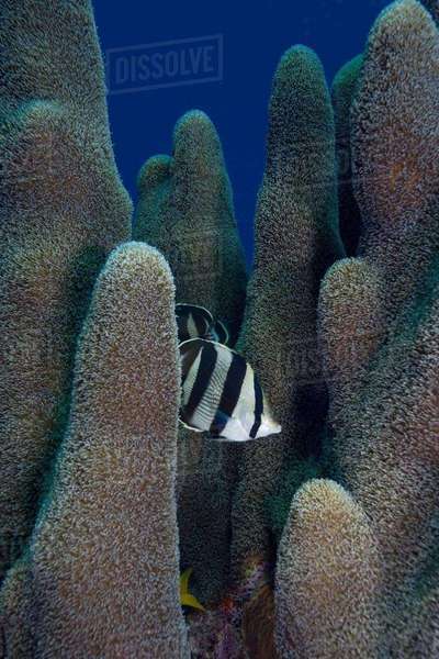 Butterfly fish in pillar coral. - Stock Photo - Dissolve