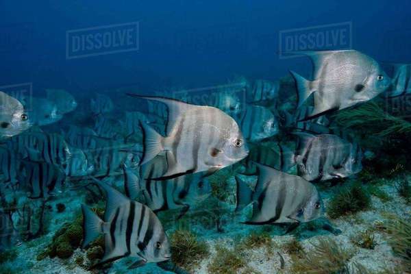 School of Atlantic spadefish. - Stock Photo - Dissolve