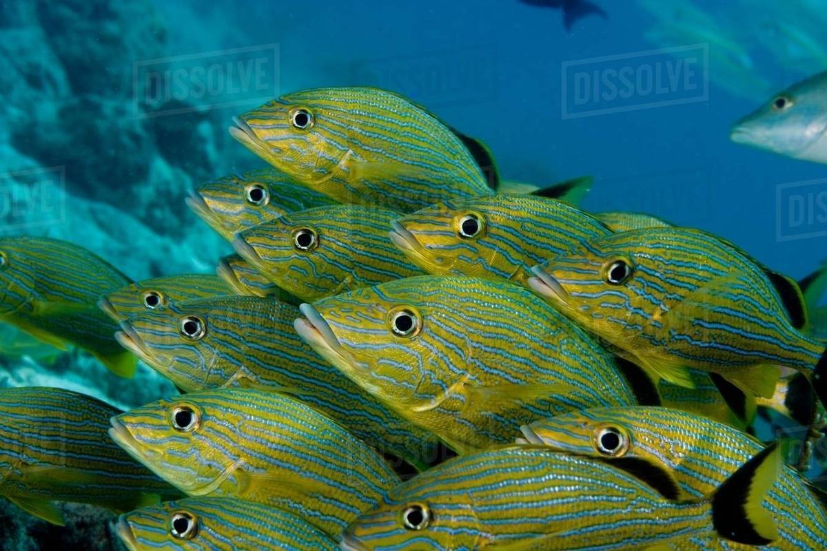 Schooling fish. - Royalty-free Stock Photo | Dissolve