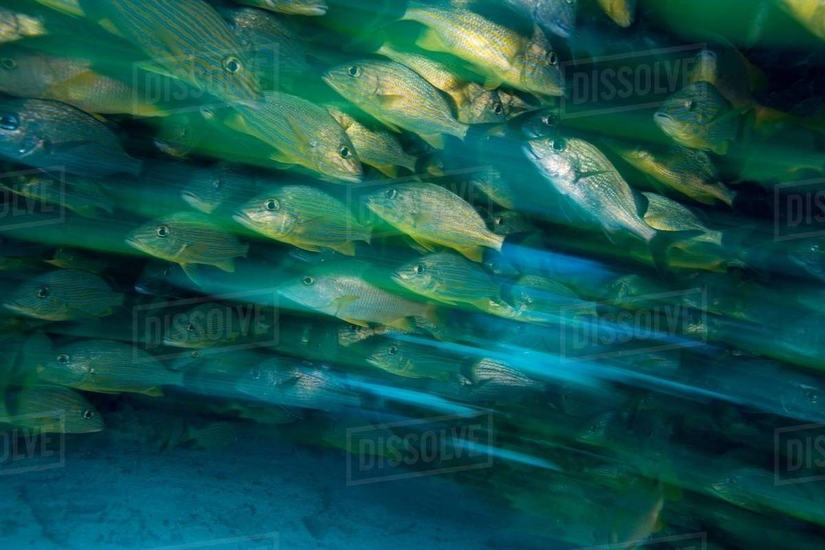 Schooling fish. - Royalty-free Stock Photo | Dissolve