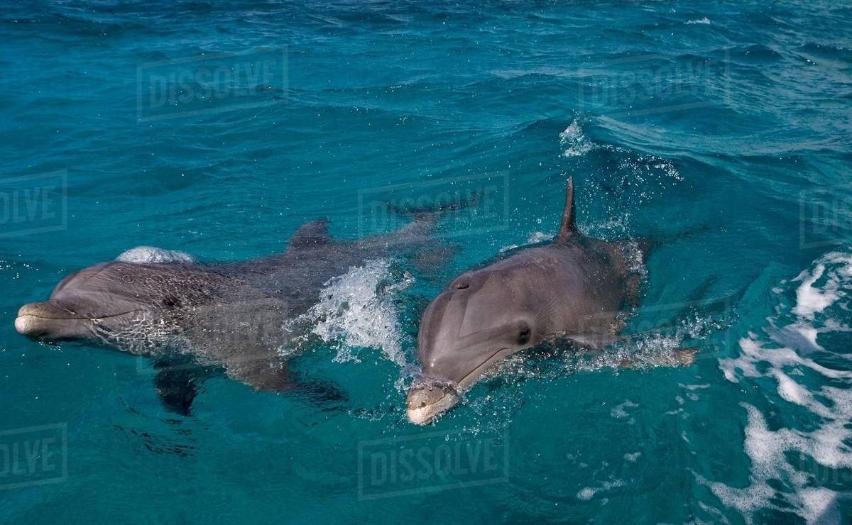 Atlantic bottlenose dolphin. - Royalty-free Stock Photo | Dissolve