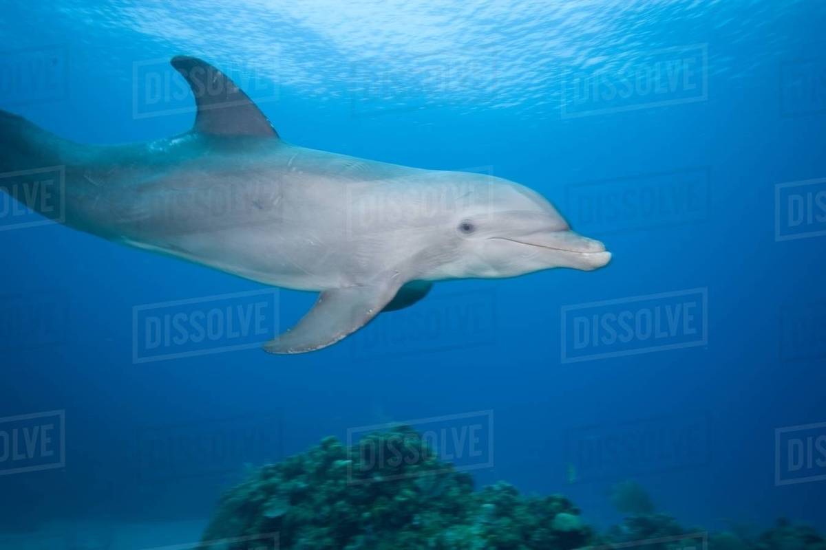 Profile of dolphin underwater. - Royalty-free Stock Photo | Dissolve