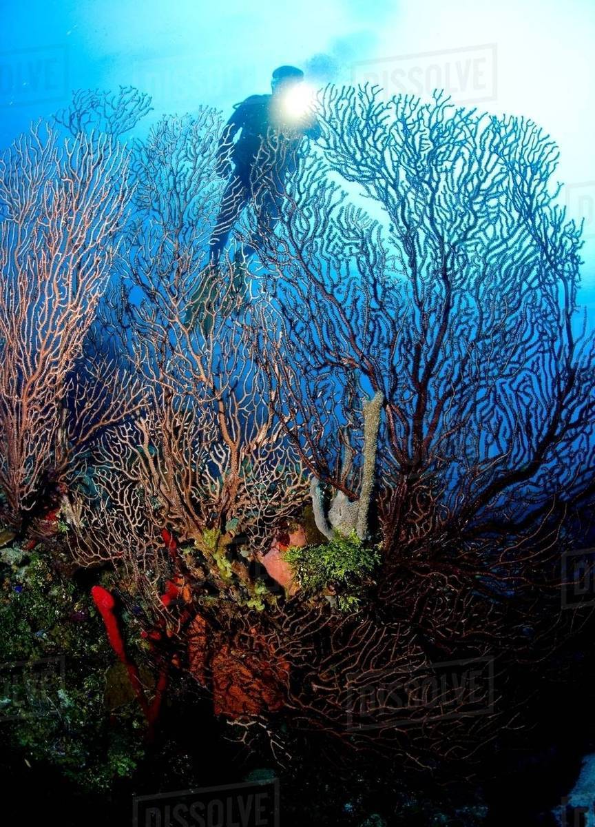 Coral reef scene with diver. - Stock Photo - Dissolve