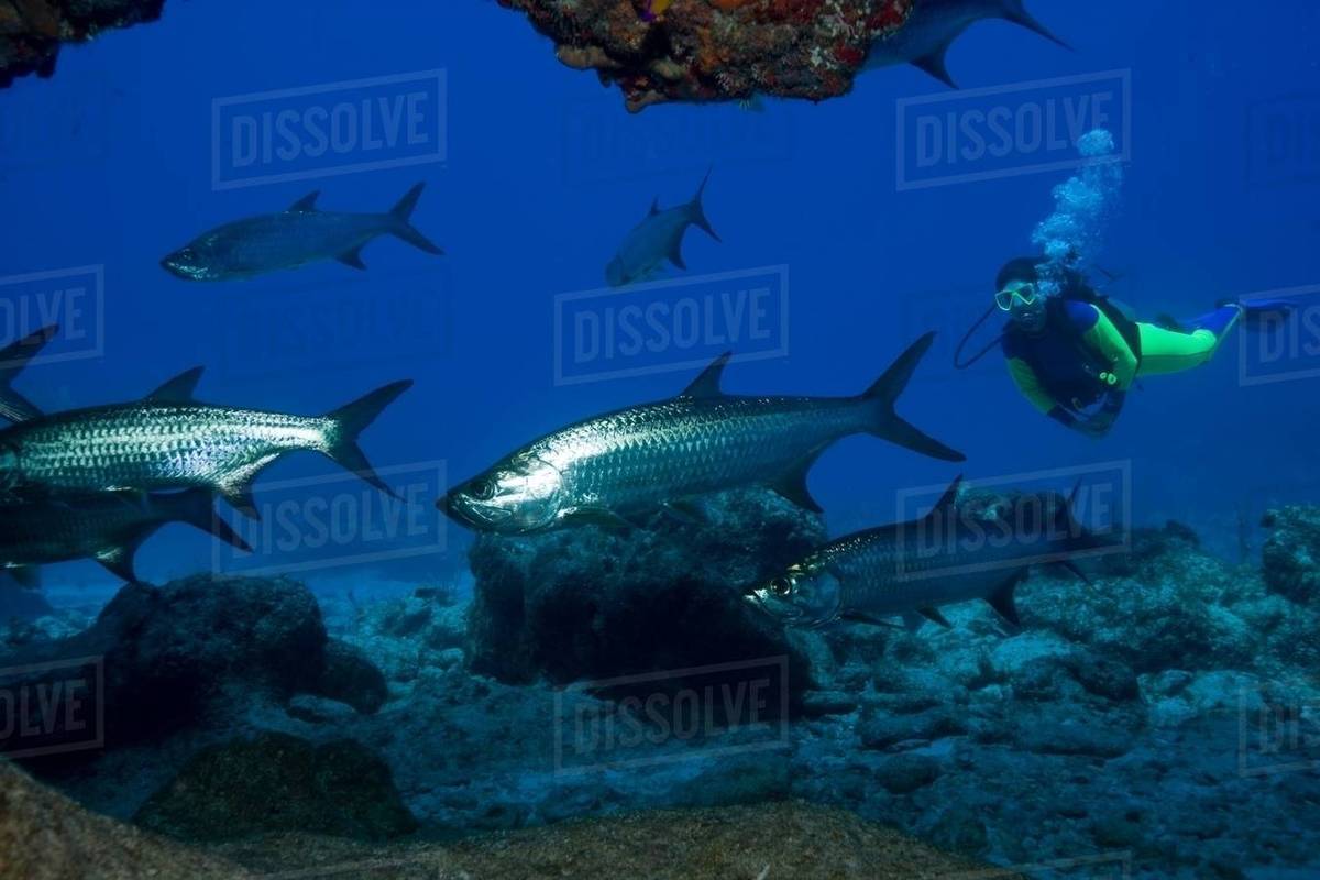 Diver and shiny fish. - Stock Photo - Dissolve