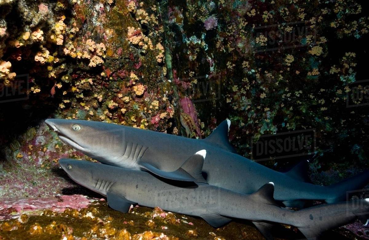 Resting sharks. - Stock Photo - Dissolve