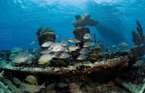 Shallow shipwreck. - Stock Photo - Dissolve