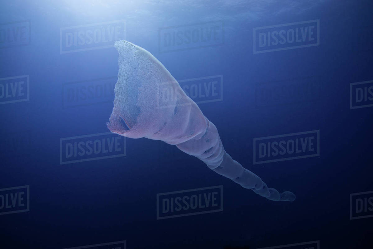 Underwater view of siphonophora, Roca partida, revillagigedo, colima ...