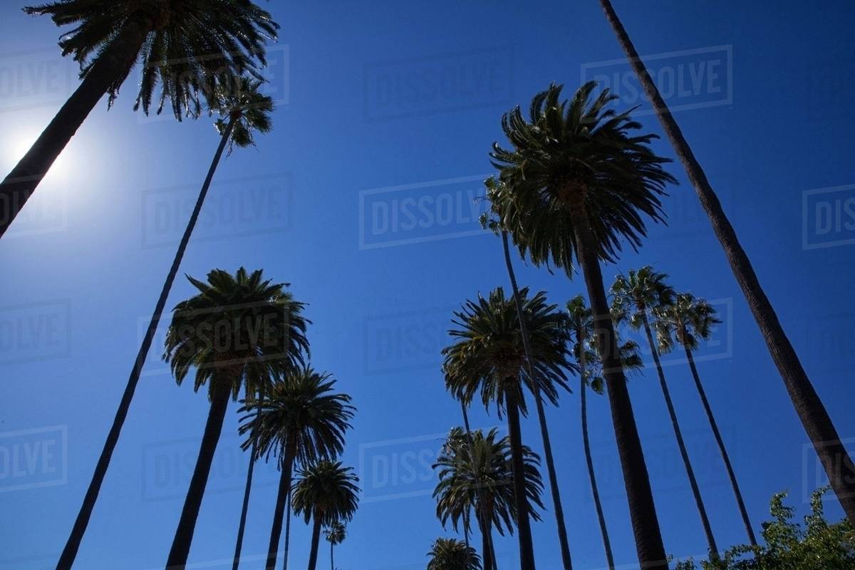 Palm trees over Rodeo Drive, Beverly Hills, California, USA - Royalty ...