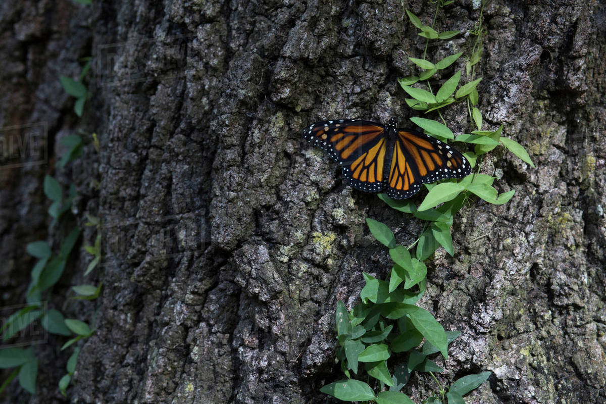Monarch butterfly on tree trunk - Stock Photo - Dissolve