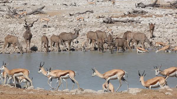 Kudu and springbok antelopes gathering at a waterhole, Etosha National ...