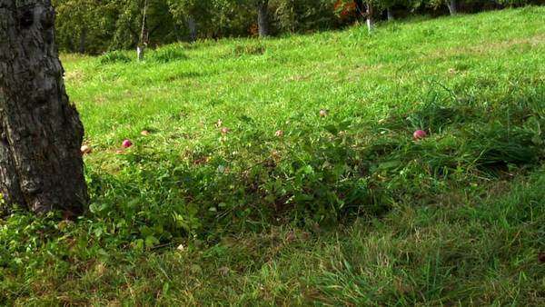 Apples falling from a tree - HD Royalty-free Stock Video Footage | Dissolve