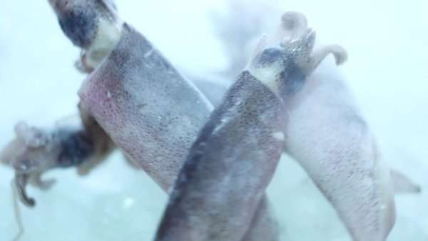 Rotating frozen squid - HD Rights-managed Stock Video Footage | Dissolve