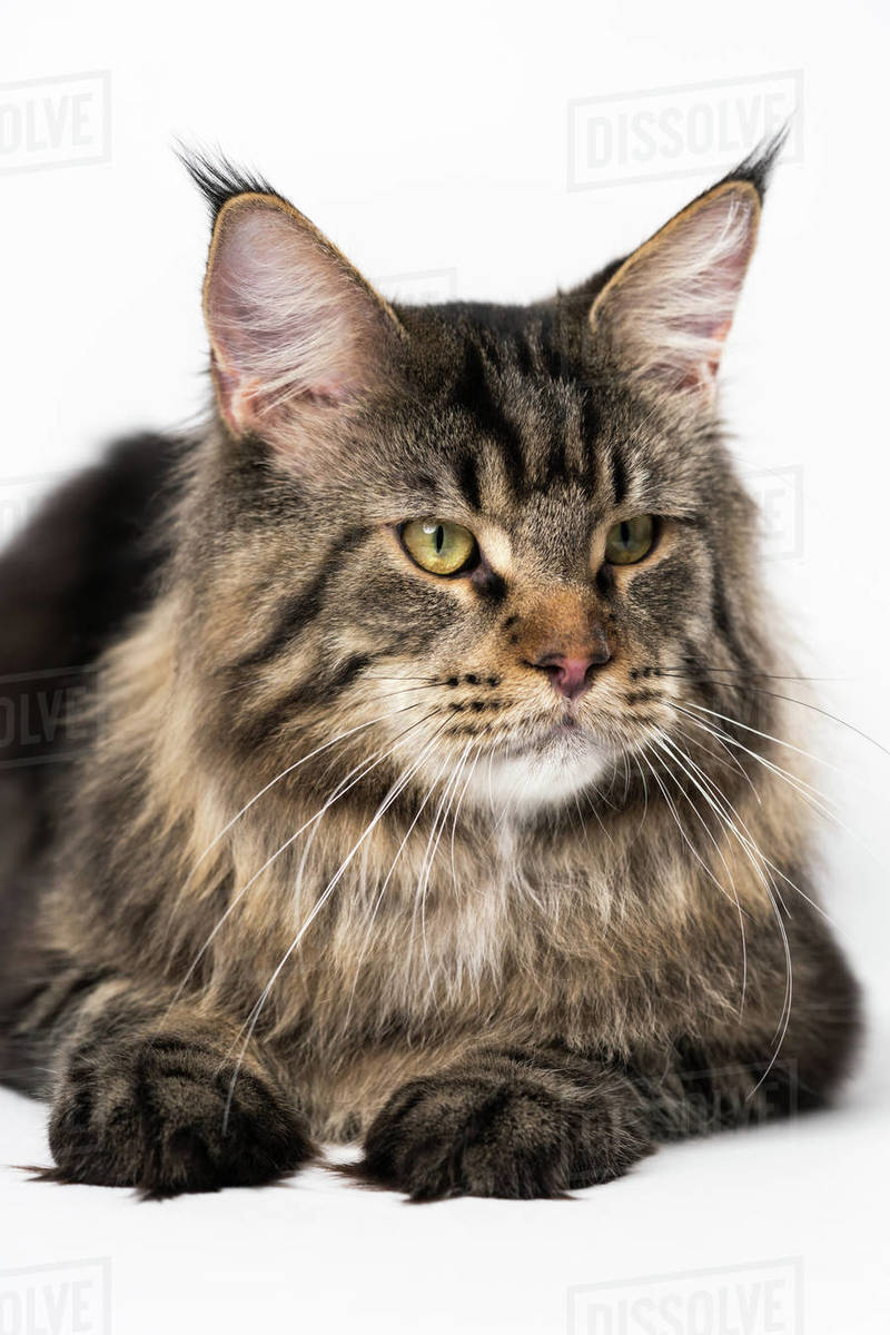 Portrait of mackerel tabby Maine Shag Cat. Lovely domestic longhair cat ...