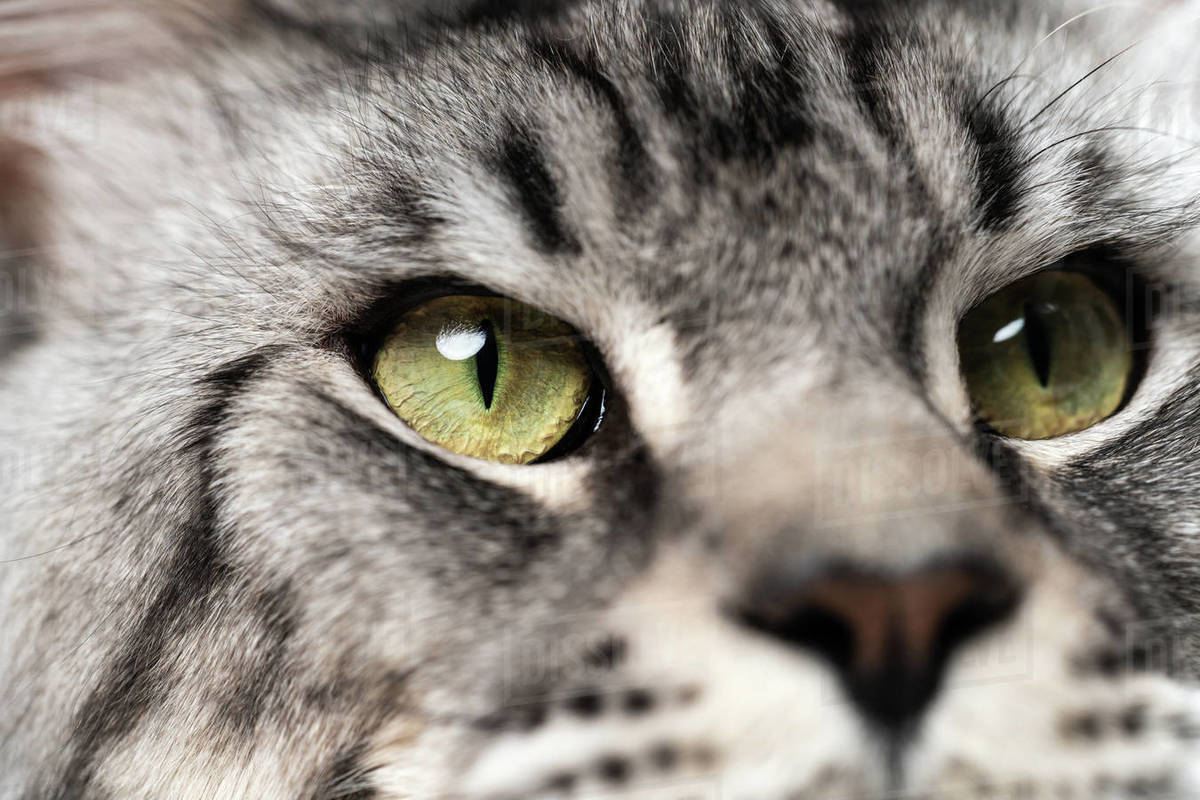 Extreme close-up portrait of mackerel tabby Maine Coon Cat with big ...