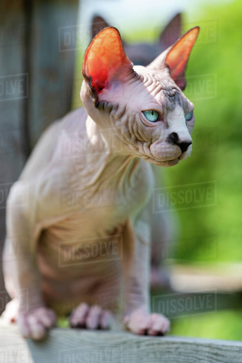 Bicolor Hairless Sphynx Cat 4 months old with blue eyes and ears ...