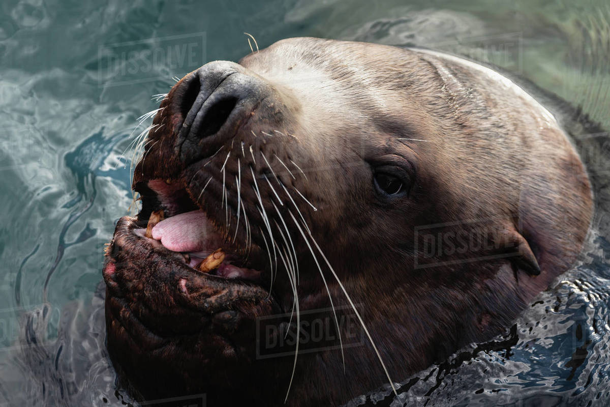 Wild sea animal Steller Sea Lion or Northern Sea Lion (Eumetopias ...