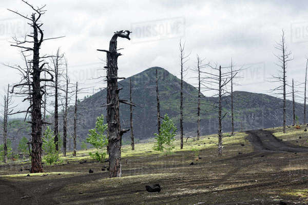 Kamchatka volcano landscape: burnt trees (larch) on volcanic slag and ...