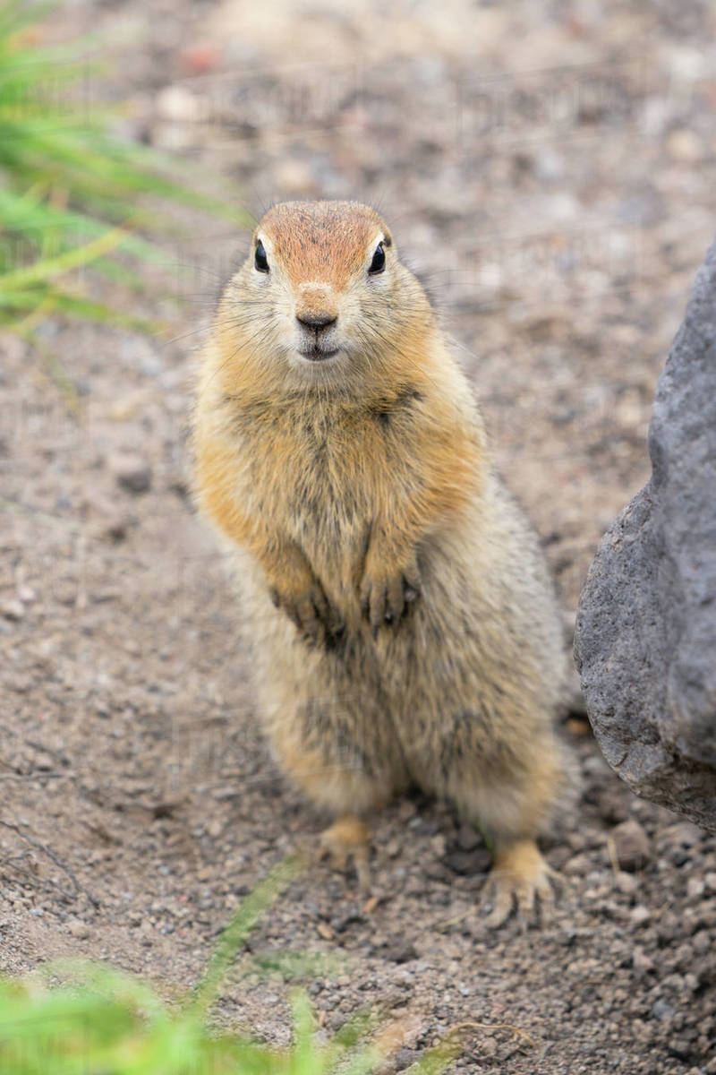 Close up portrait of curious arctic ground squirrel, animal stands on ...