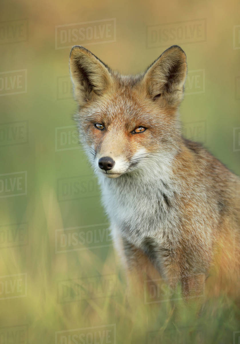 Portrait of a young red fox in a meadow - Stock Photo - Dissolve