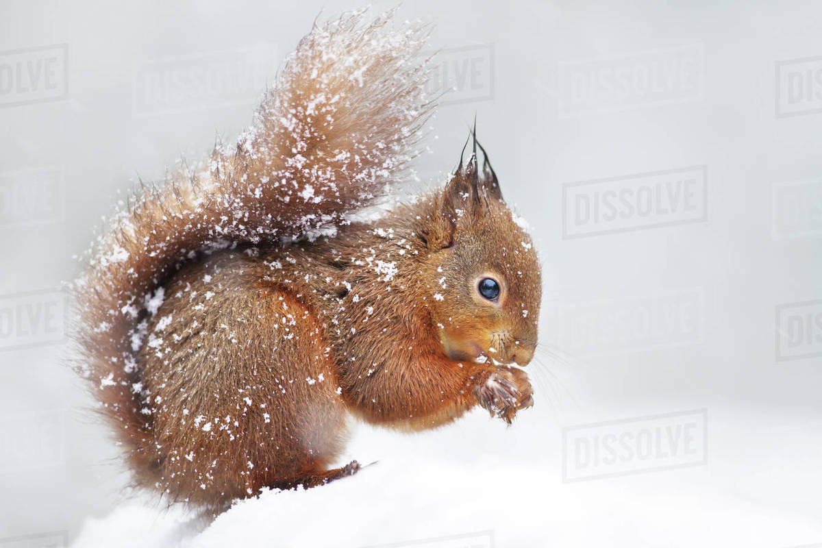 Red squirrel in winter, UK. - Royalty-free Stock Photo | Dissolve