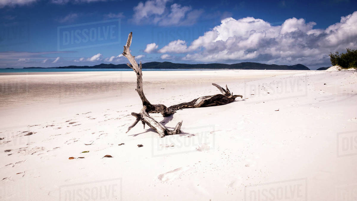 A tree trunk is sitting on white sand on a wide beach at Whitehaven ...