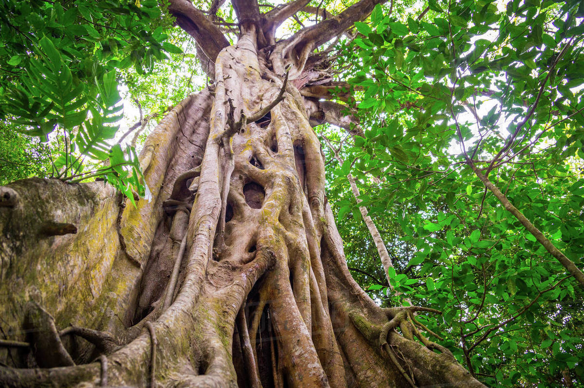 Huge fig tree with impressive roots in the old rainforest near Cape ...
