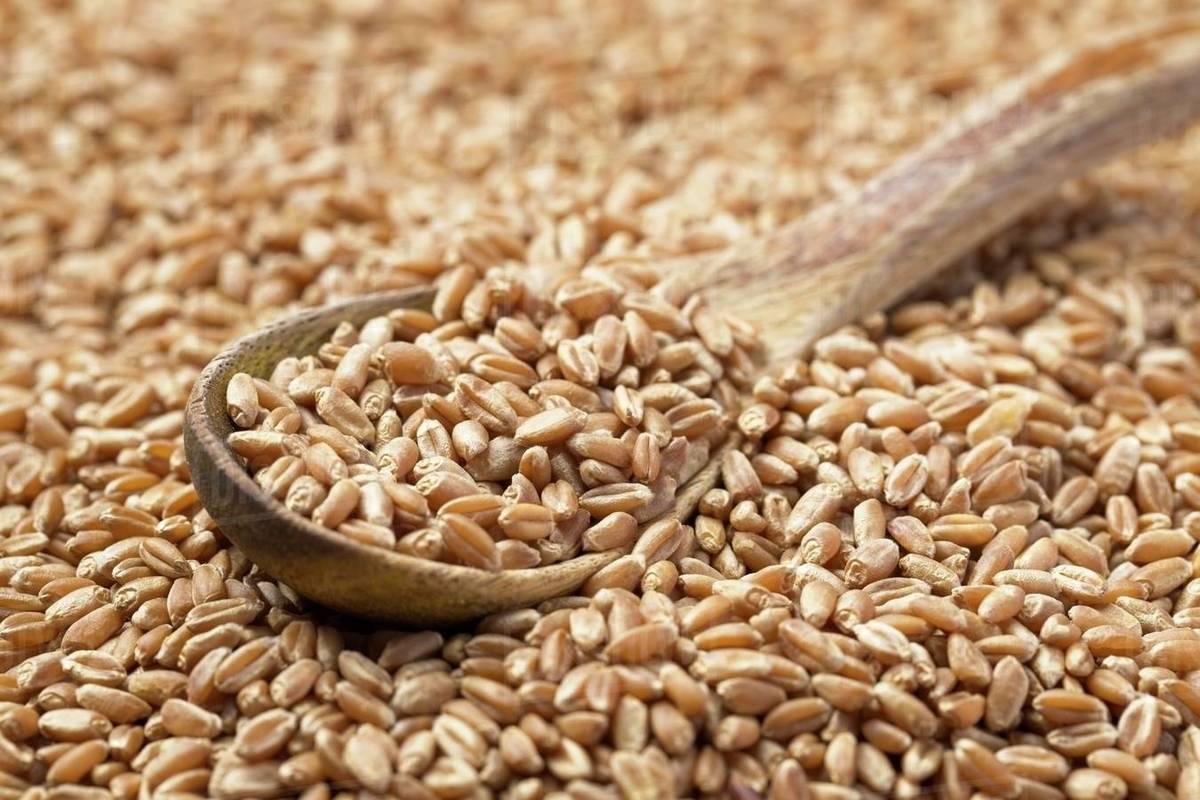 An overview photo of a small wooden spoon in a pile of little wheat ...