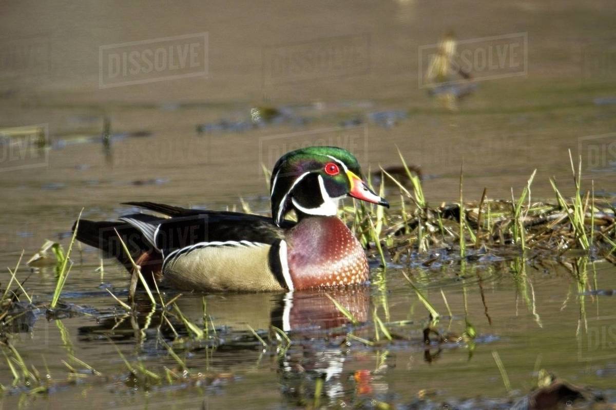 A colorful male wood duck swims in the wetlands in Hauser, Idaho ...