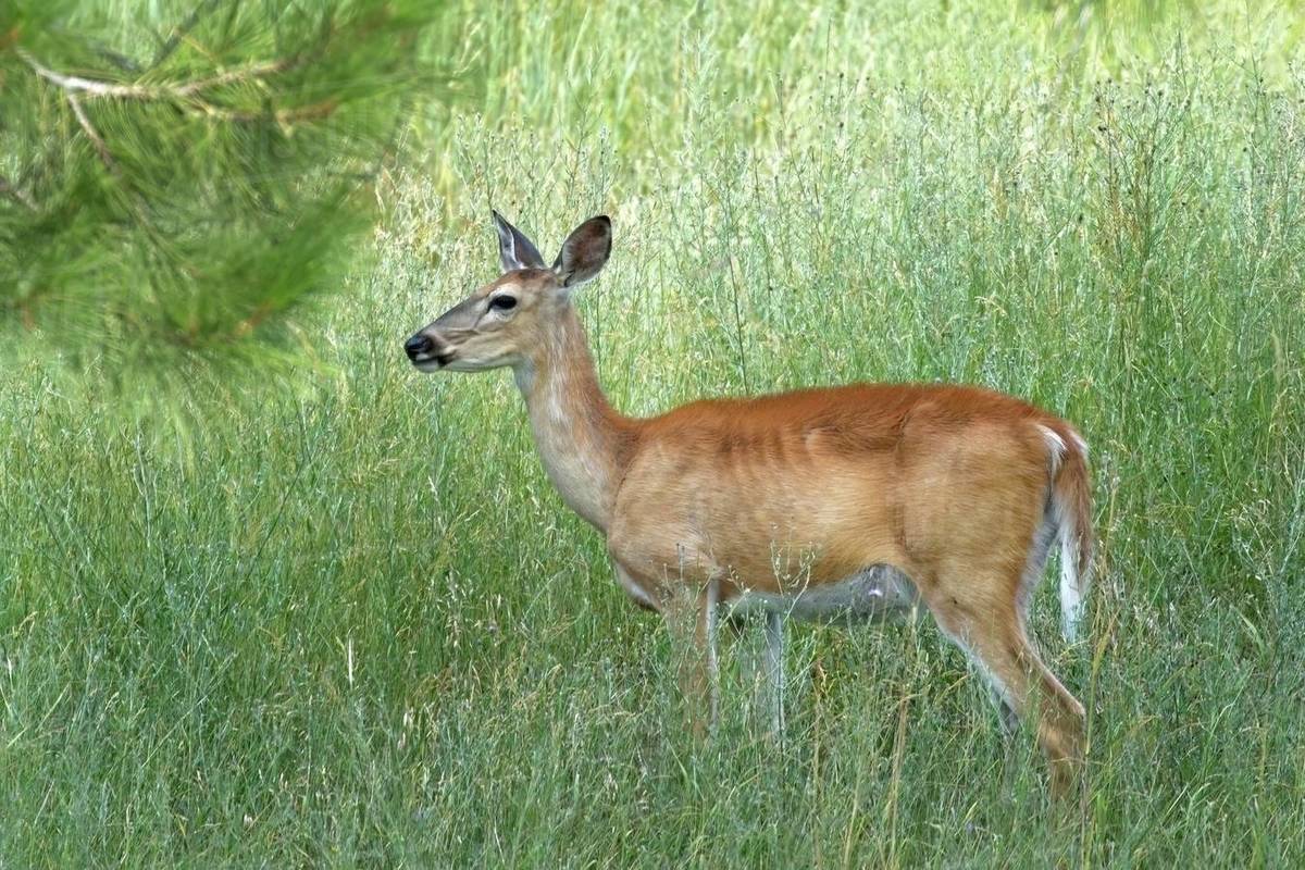 A white tailed deer stands in tall grass in a field near Hauser, Idaho ...