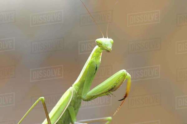 A side view close up photo of a cute praying mantis in a garden in ...
